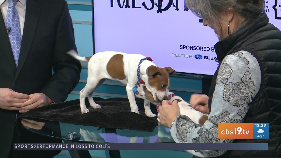 Meet Sake and Spring Roll from the SPCA of East Texas | cbs19.tv