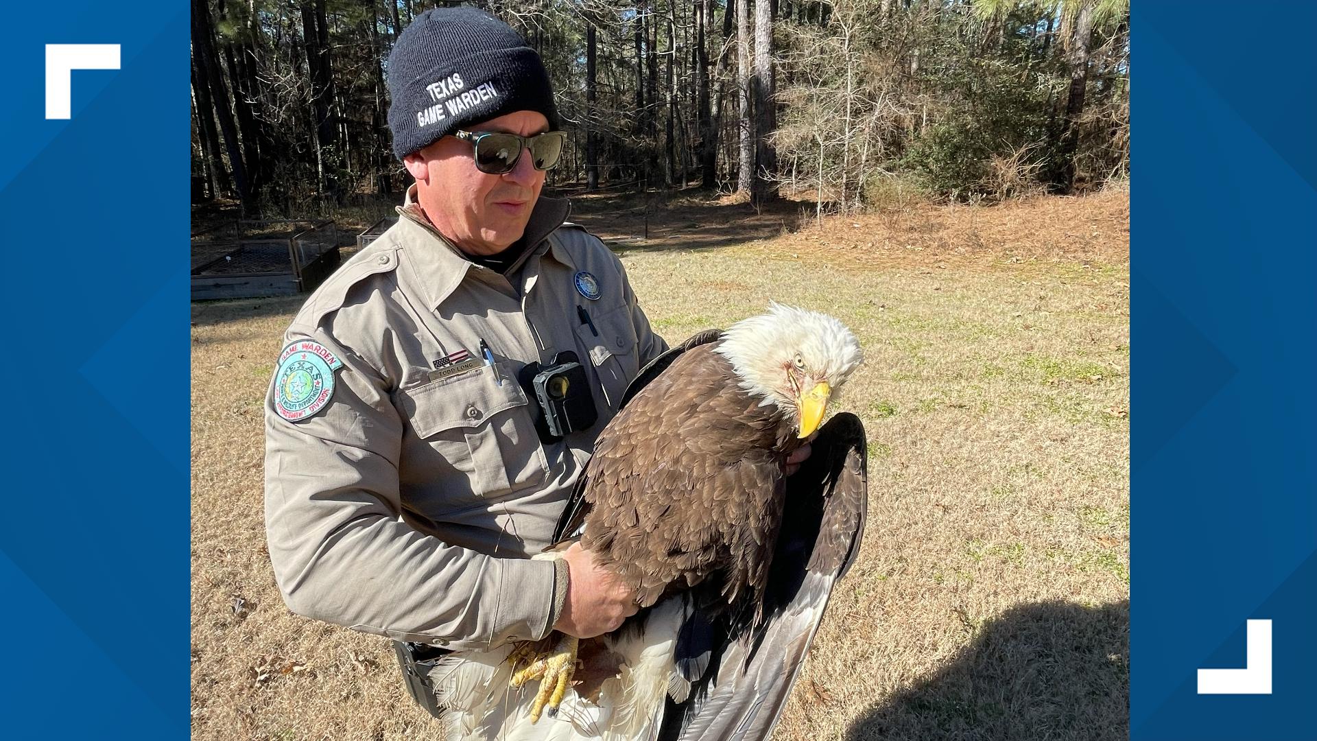 Texas game wardens rescue injured bald eagle found in backyard | cbs19.tv