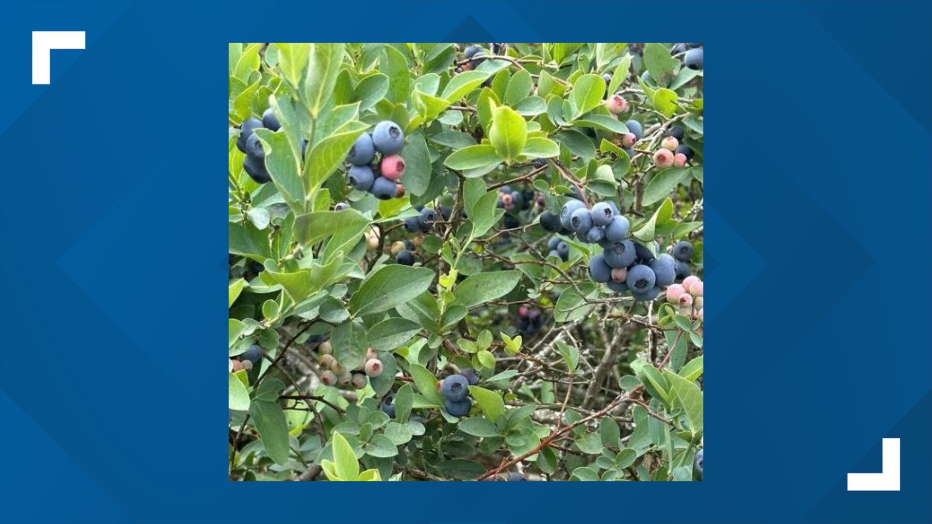 Lindale blueberry farm opens for the season | cbs19.tv