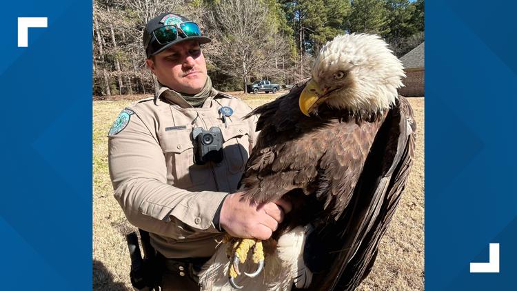Texas game wardens rescue injured bald eagle found in backyard | cbs19.tv