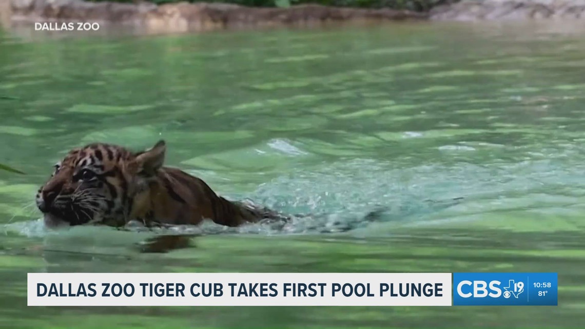 Tiger cub takes first swim at Dallas Zoo amid summer-like heat | cbs19.tv