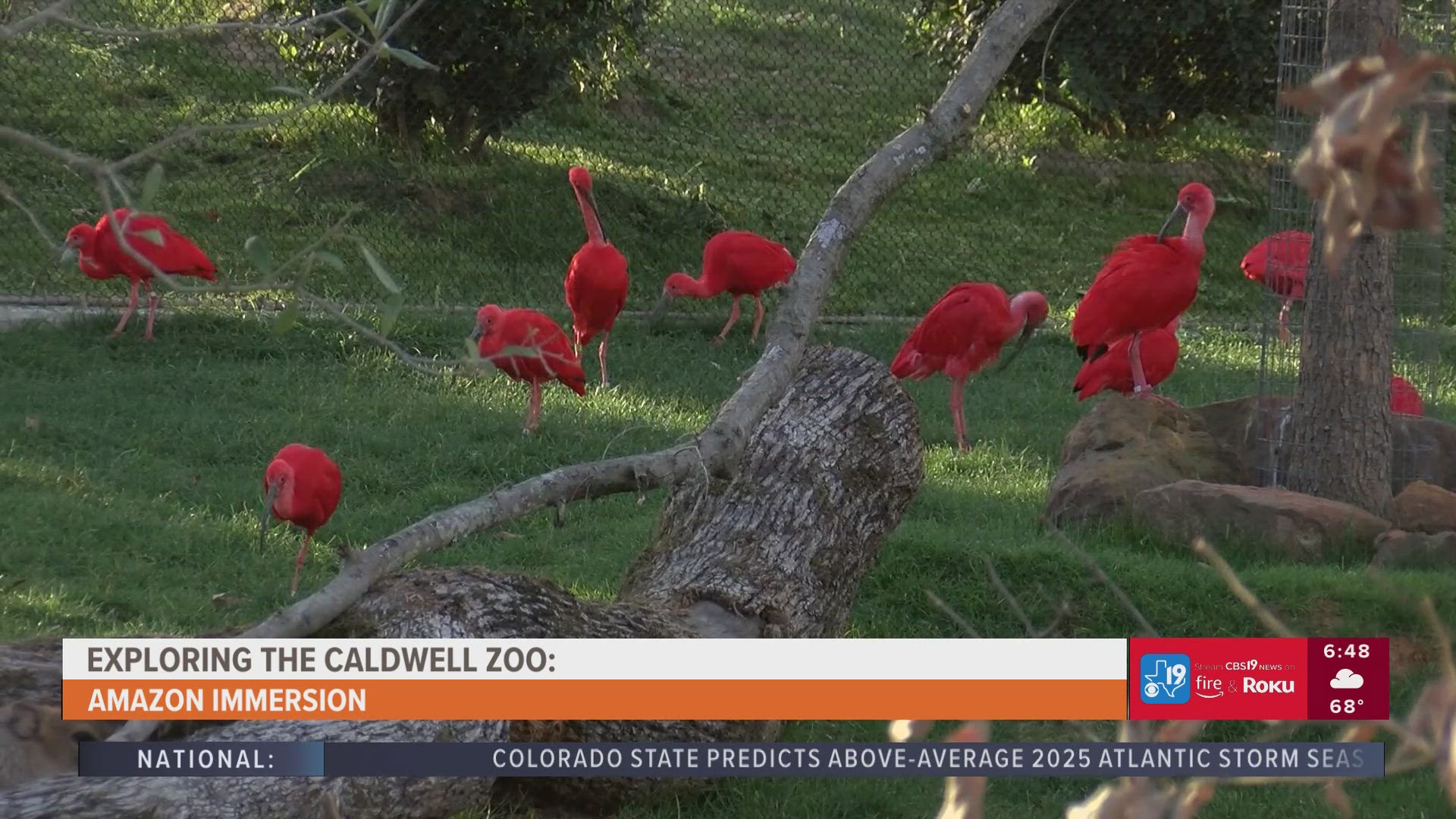 Exploring the Caldwell Zoo: Inside the the rainforest at the new Amazon ...