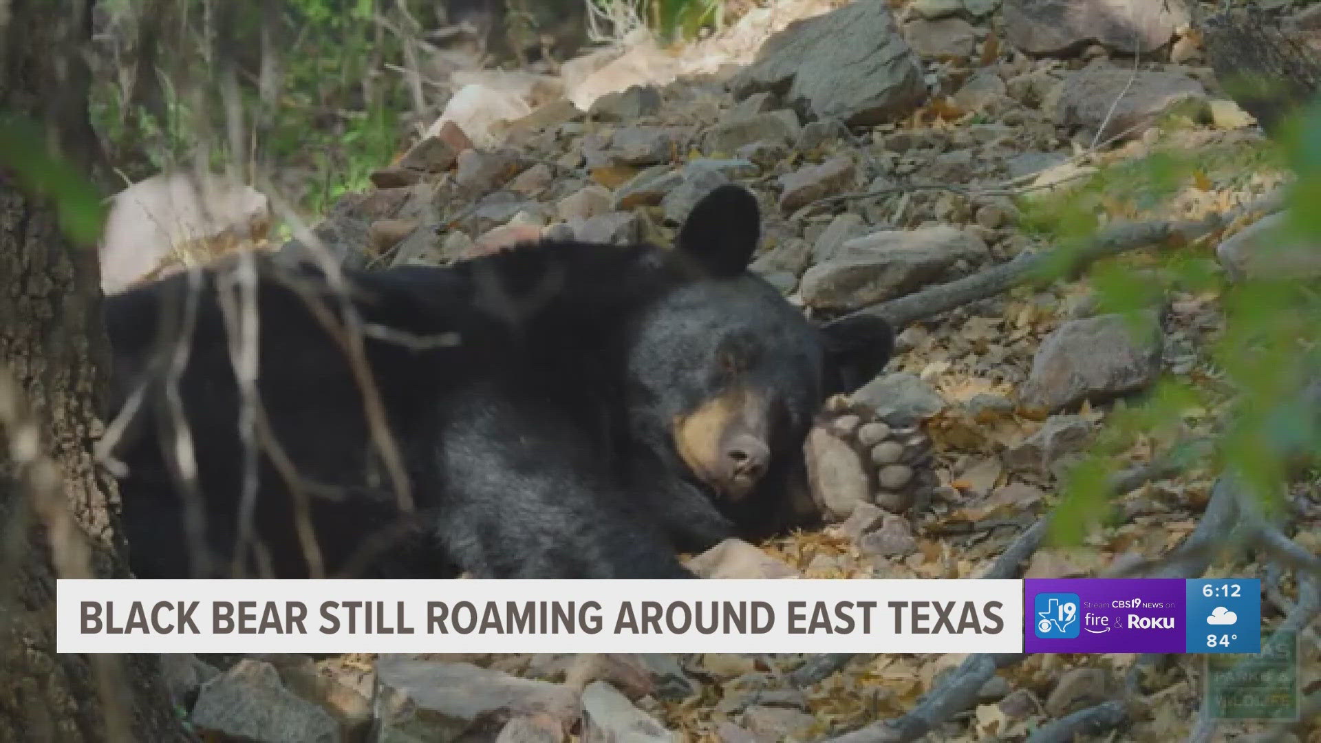 Male black bear still roaming around East Texas | cbs19.tv