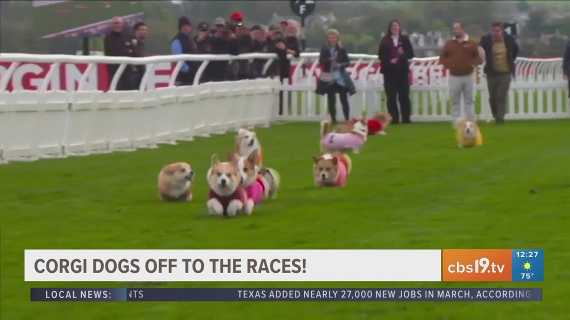 Corgi dogs race in derby | cbs19.tv