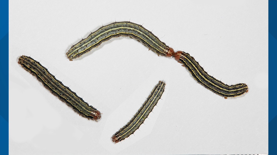 Armyworms invading East Texas | cbs19.tv