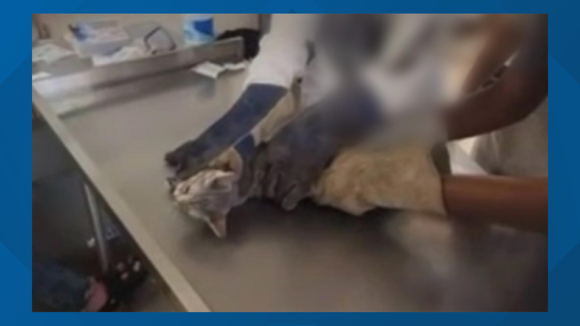 Texas teacher gets probation after video showed her students stapling ...