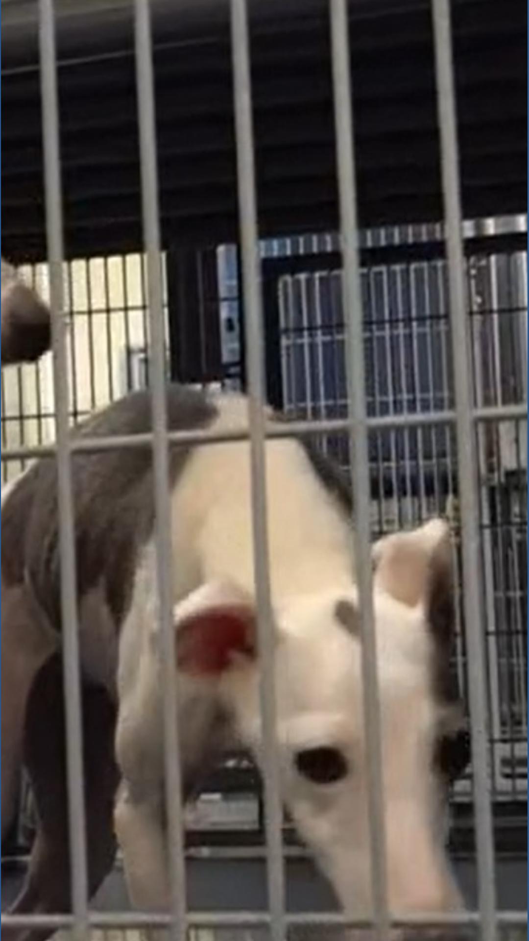 Rescue foundation saves 44 dogs from suspected East Texas puppy mill ...