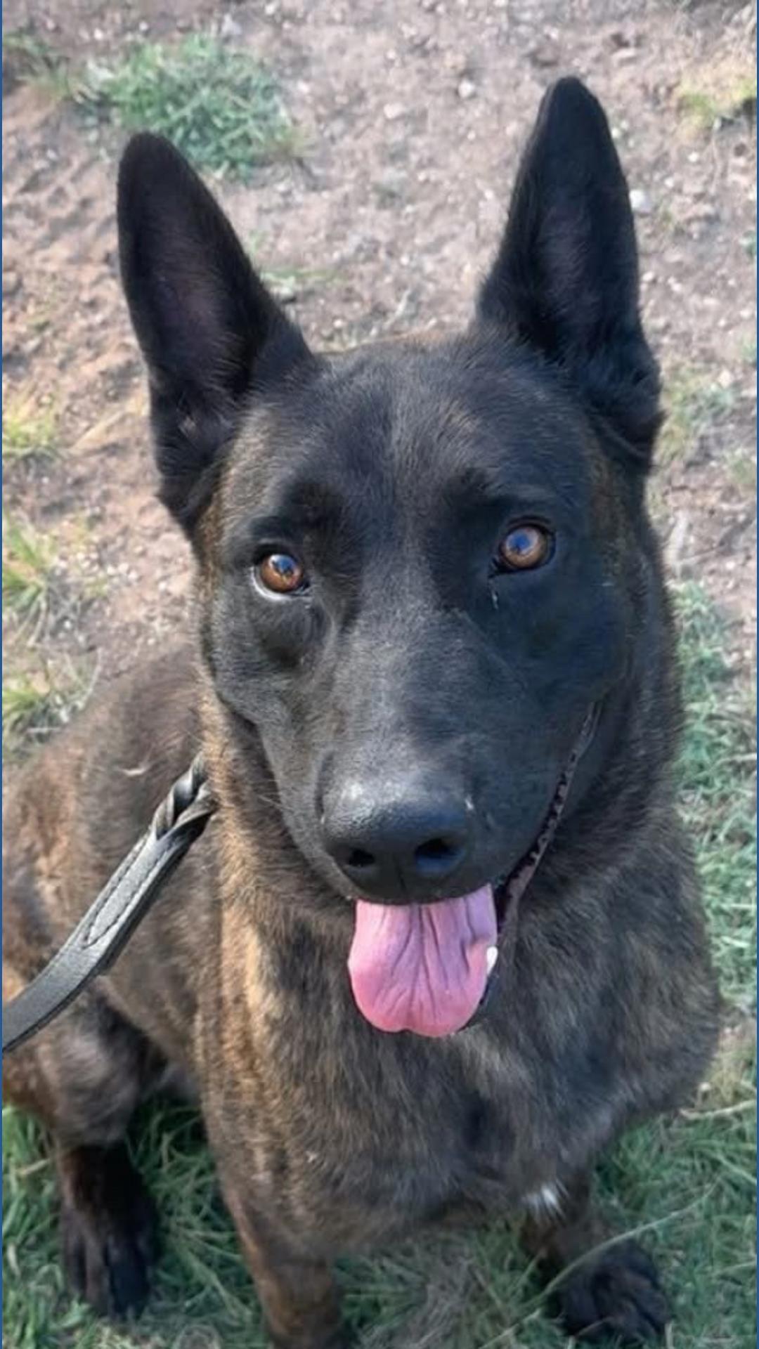 Texas K-9 passes away due to rare disease just 2 months on the job ...
