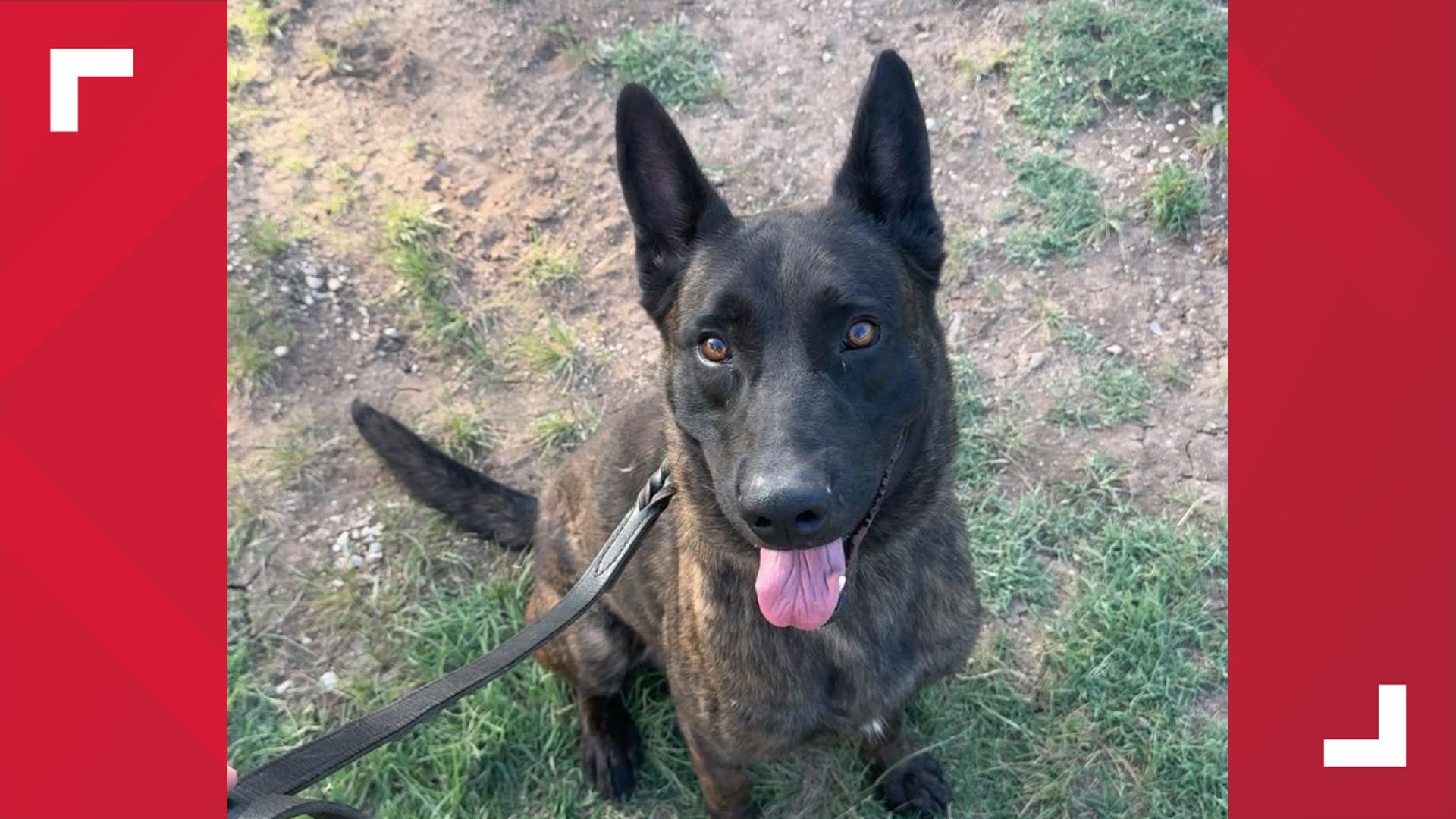 Texas K-9 passes away due to rare disease just 2 months on the job ...