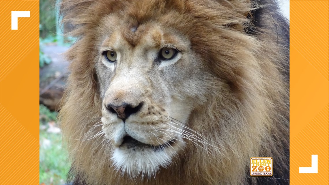 15-year-old lion dies at East Texas zoo | cbs19.tv