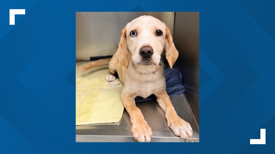 TUESDAY TAILS: Meet Hopper from the SPCA of East Texas | cbs19.tv