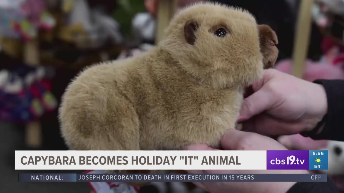 Capybara named holiday "It" animal | cbs19.tv