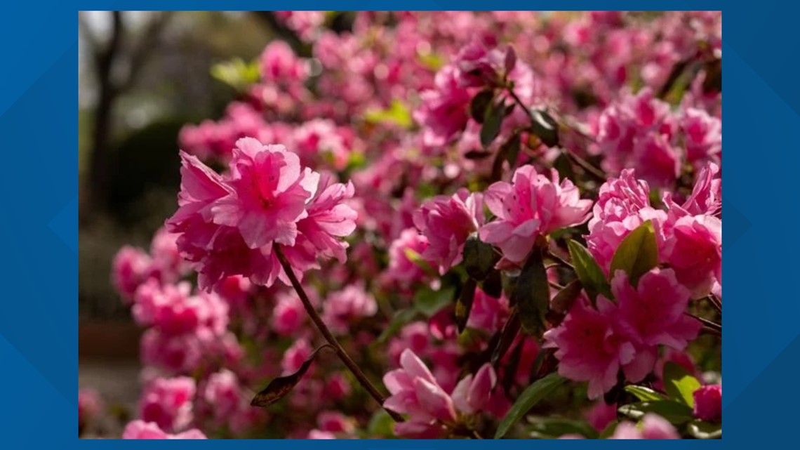 Tyler's Azalea and Spring Flower Trail | cbs19.tv