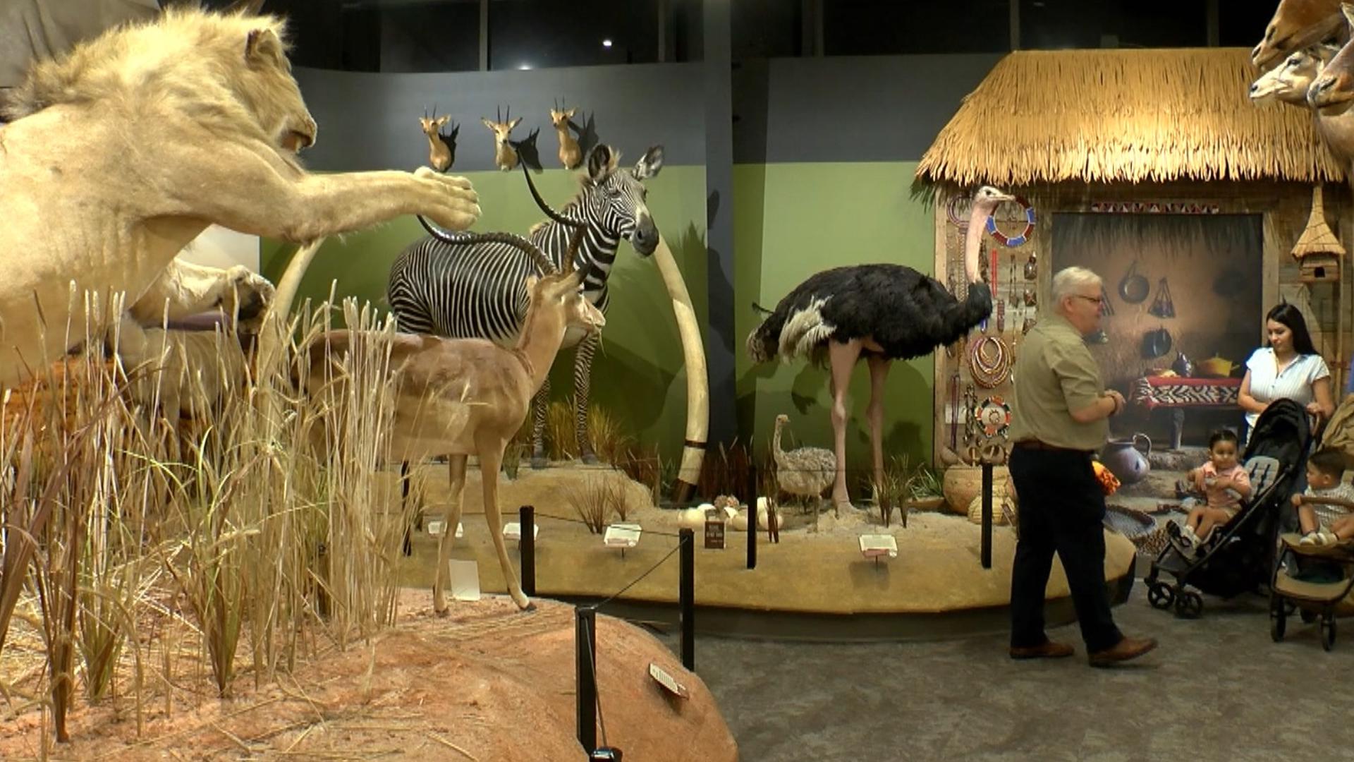 Brookshire’s Wildlife Museum celebrates its reopening | cbs19.tv