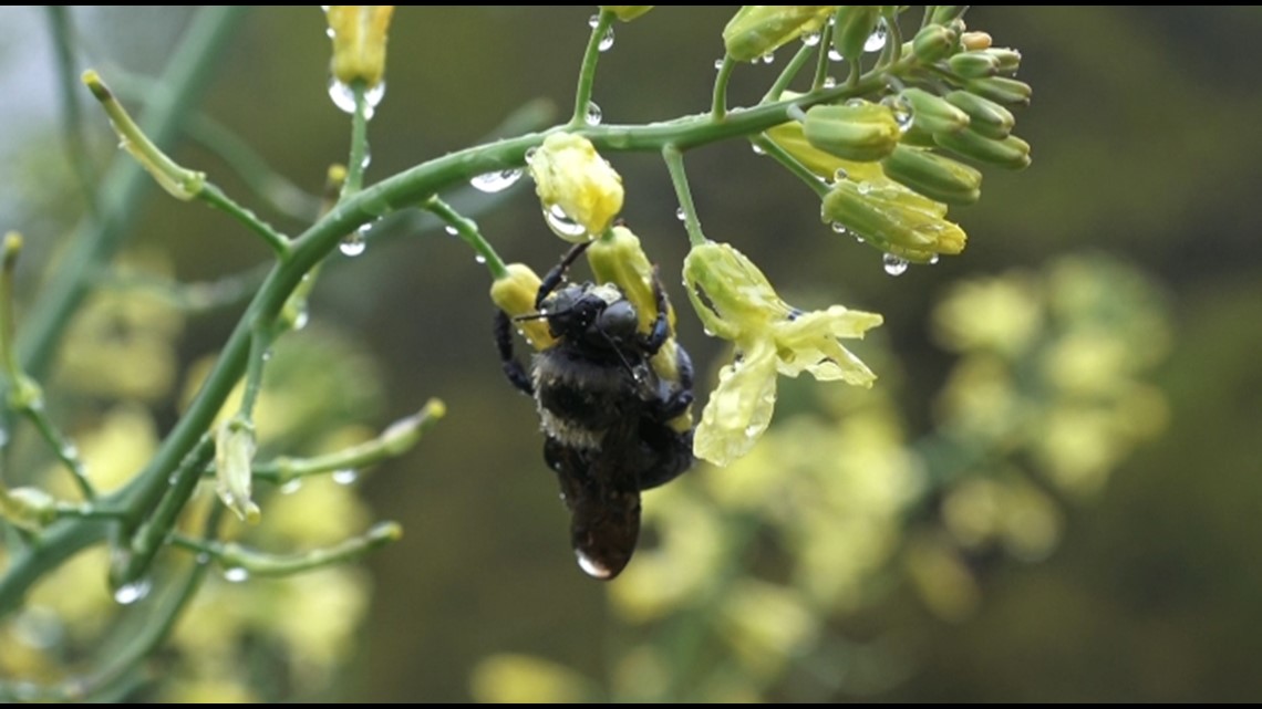 Cults, controversy and kidnapping: The Kelly Wilson case | cbs19.tv