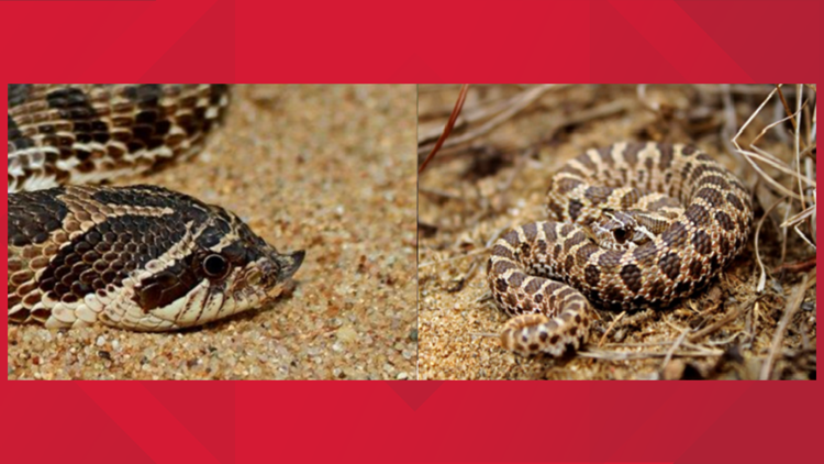 YOU SHOULD KNOW: Venomous vs. Non-venomous snakes in Texas | cbs19.tv