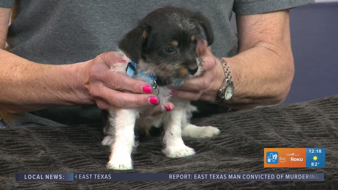 TUESDAY TAILS: Meet Tinker Toy from the SPCA of East Texas | cbs19.tv