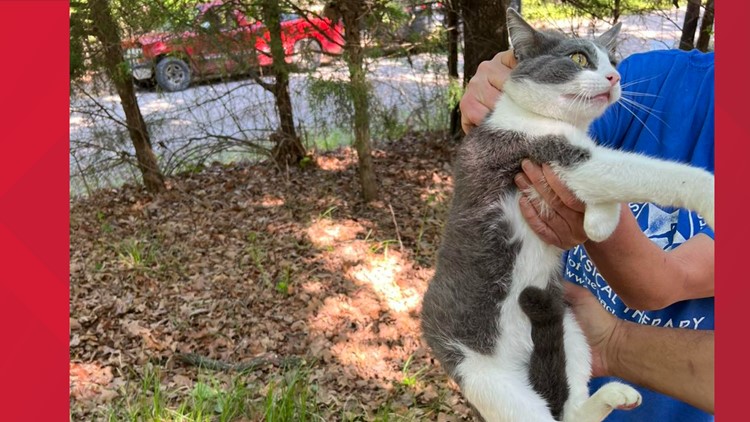 East Texas firefighters help cat stuck in tree | cbs19.tv