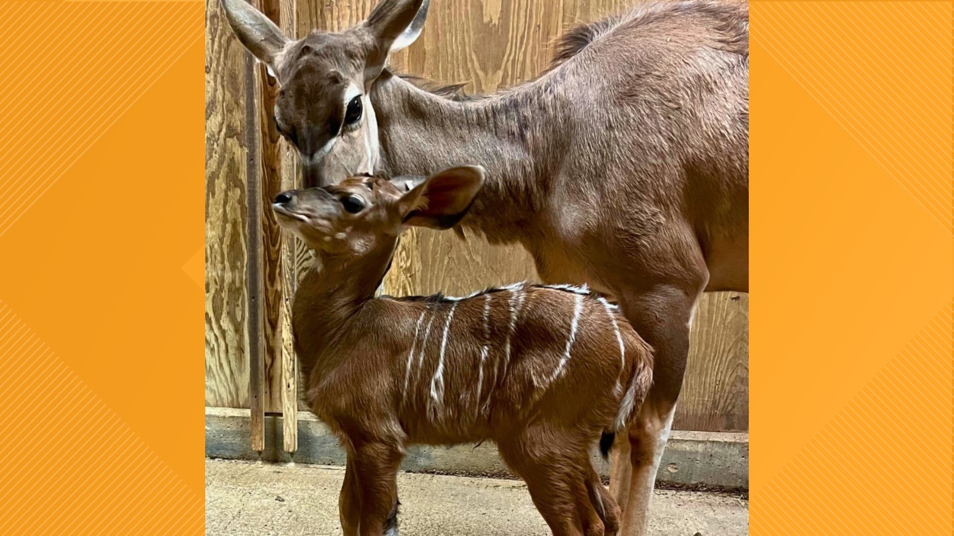 Baby kudu, impala become newest members at Caldwell Zoo | cbs19.tv