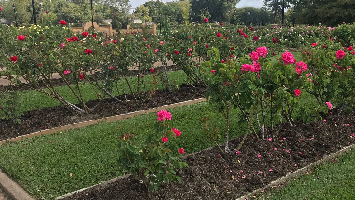 New pavilion coming to Tyler Rose Garden | cbs19.tv