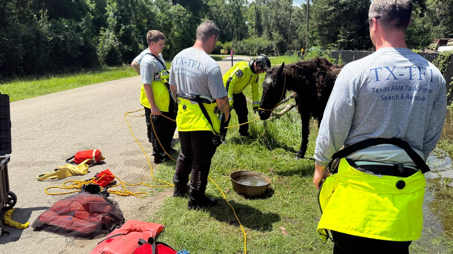East Texas firefighters rescue horse that fell into abandoned septic ...