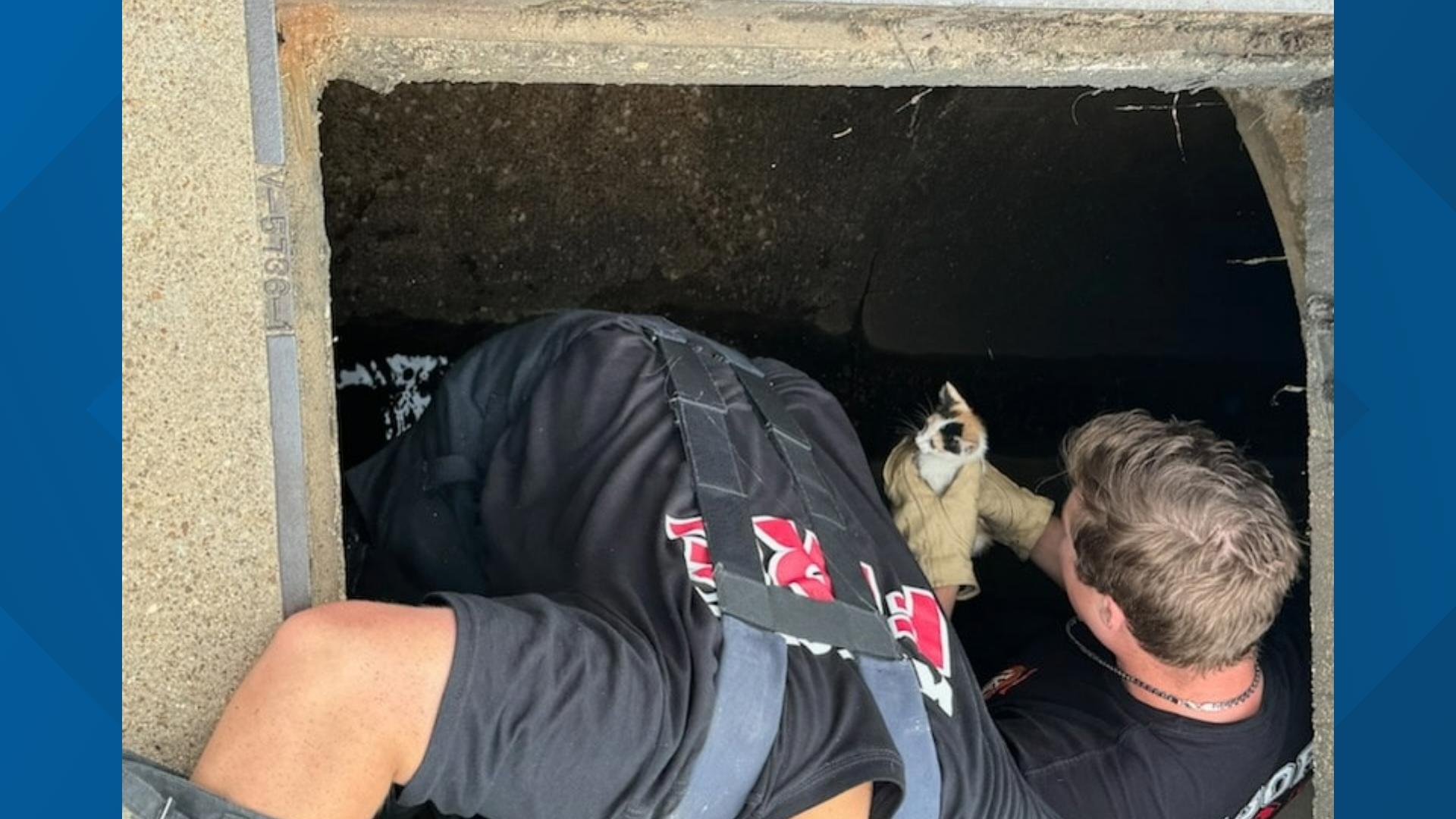 Firefighters rescue kittens stuck in East Texas storm drain | cbs19.tv