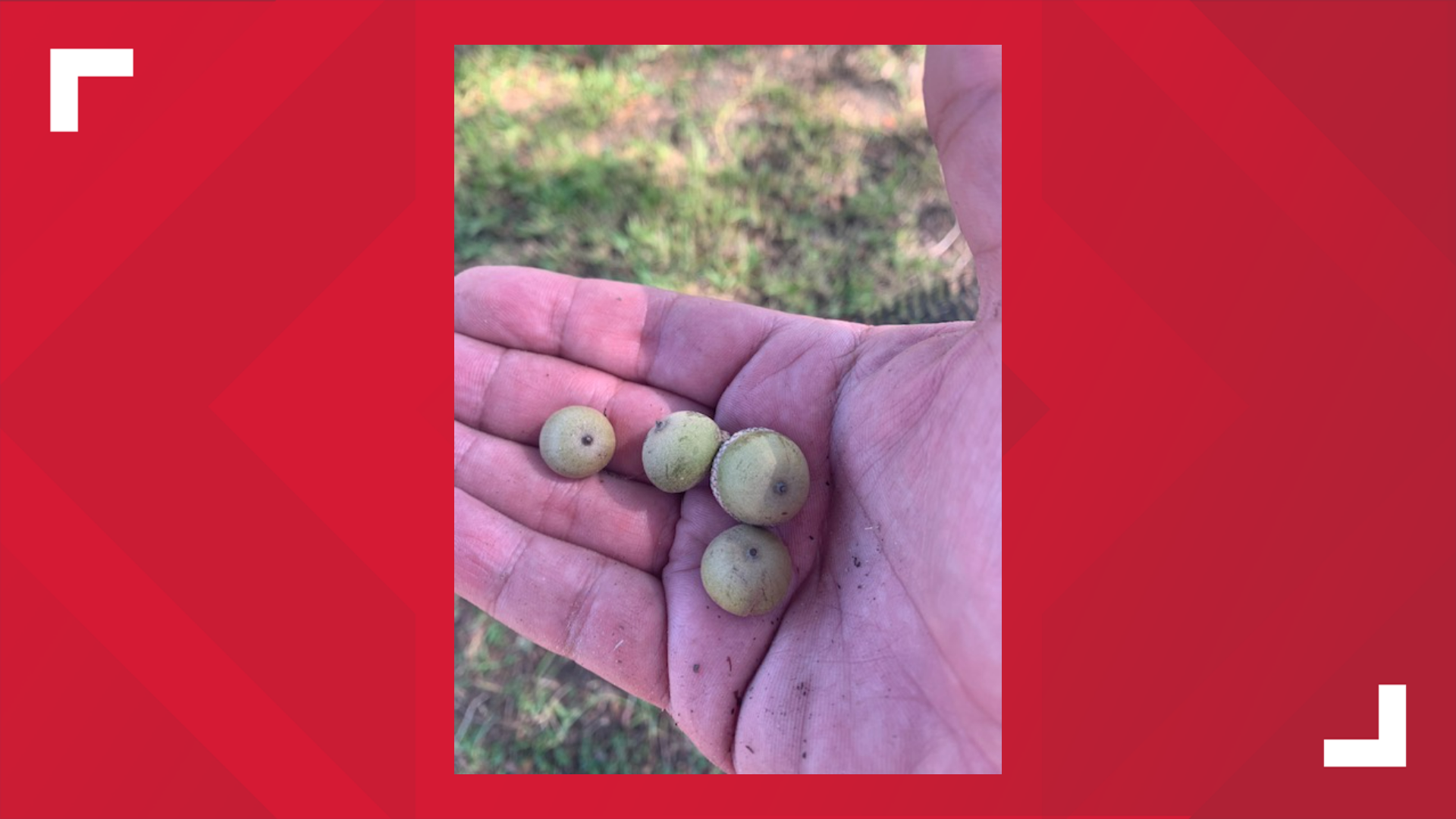 Acorns predict upcoming winter weather for this season | cbs19.tv