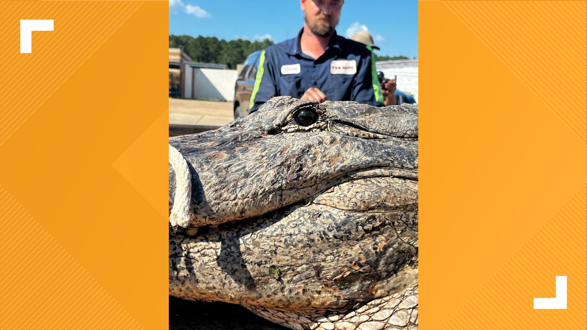 SEE YOU LATER, GATOR! 13-foot alligator removed from Broaddus ISD ...