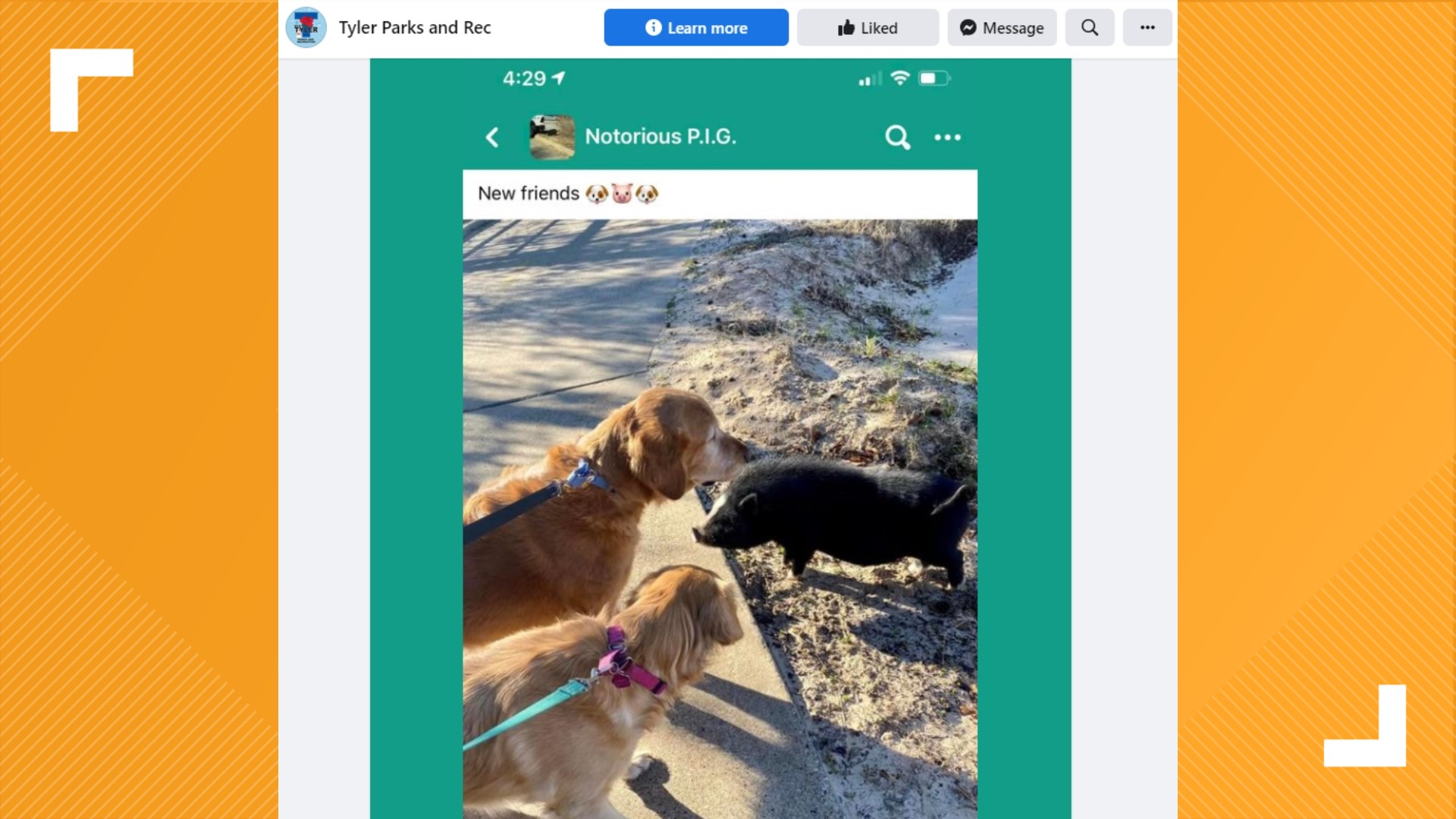 Groups trying to capture pig that's calling Tyler trail home | cbs19.tv