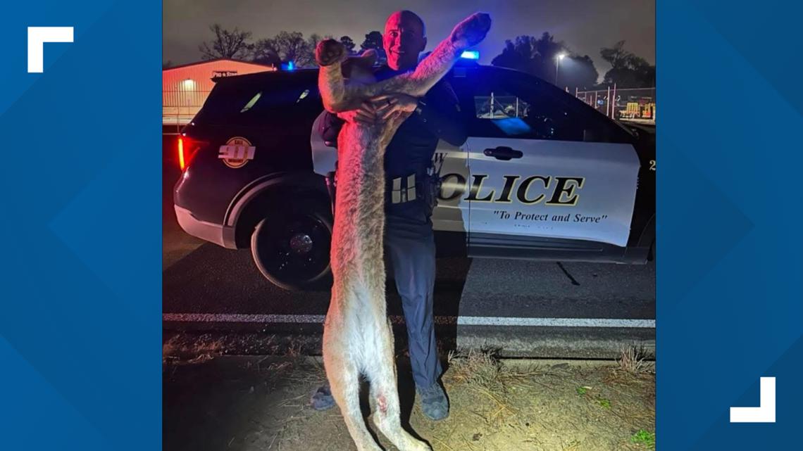 Texas police officer strikes mountain lion while on patrol | cbs19.tv