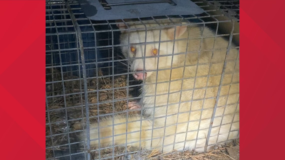 Local pastor captures rare albino racoon in East Texas | cbs19.tv