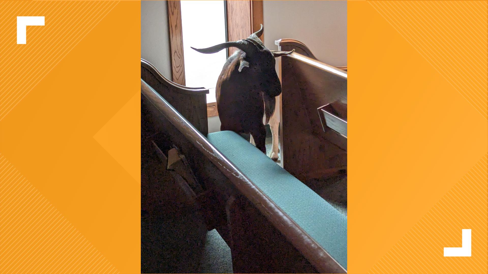 Goat breaks into First Baptist Church Mixon, causing $1600 in damages ...