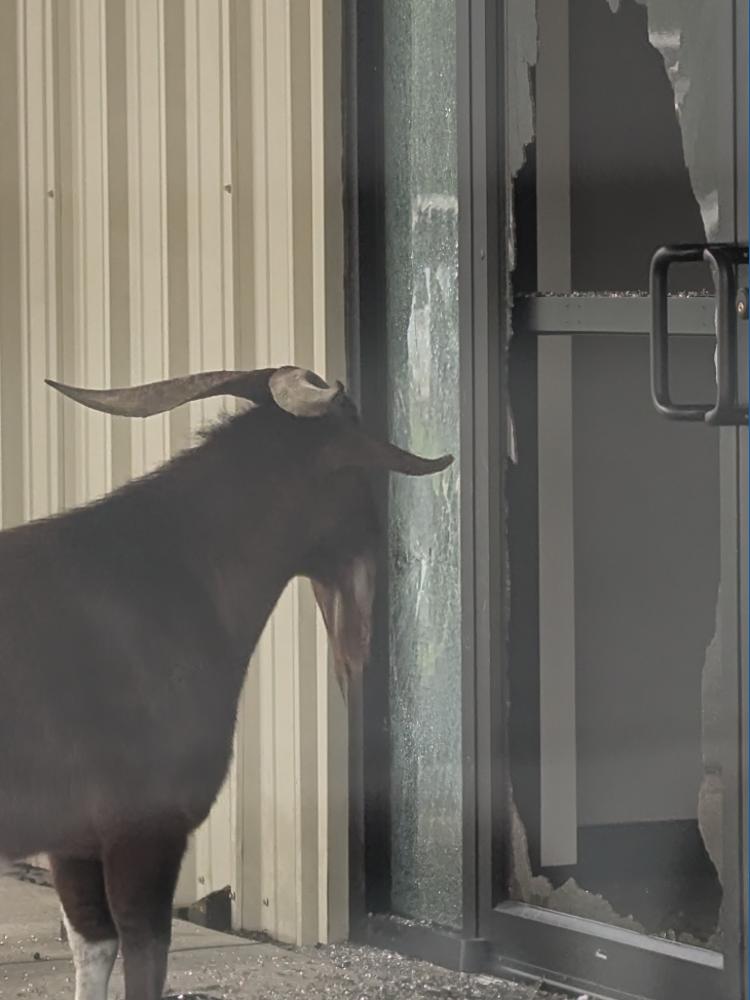 Goat breaks into First Baptist Church Mixon, causing $1600 in damages ...