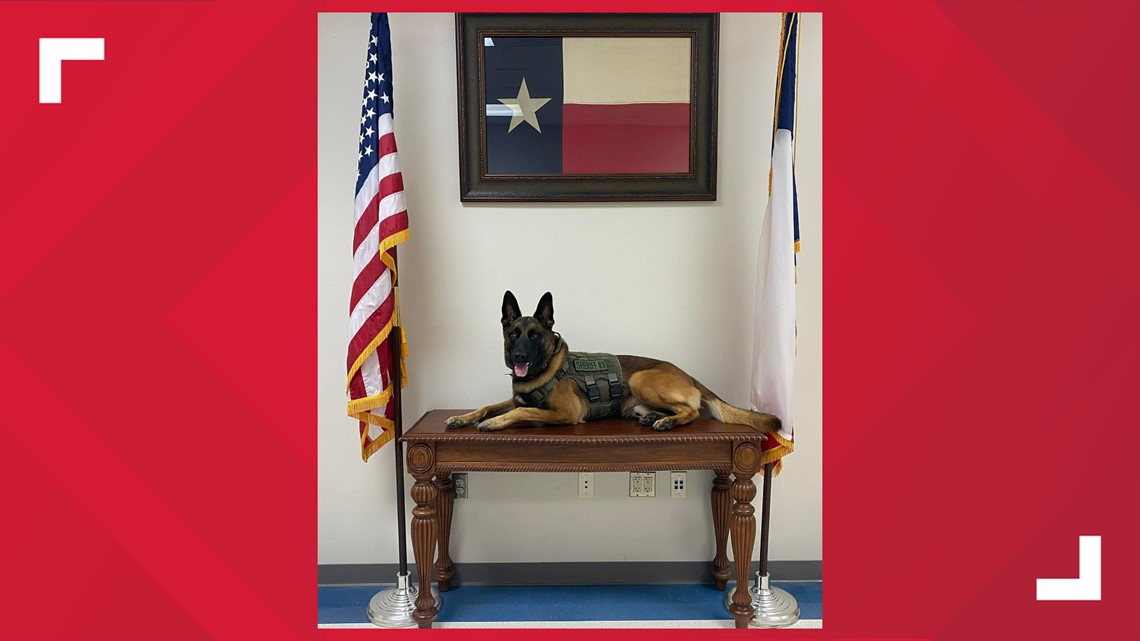 A K9 dog rescued two missing people in a national forest | cbs19.tv