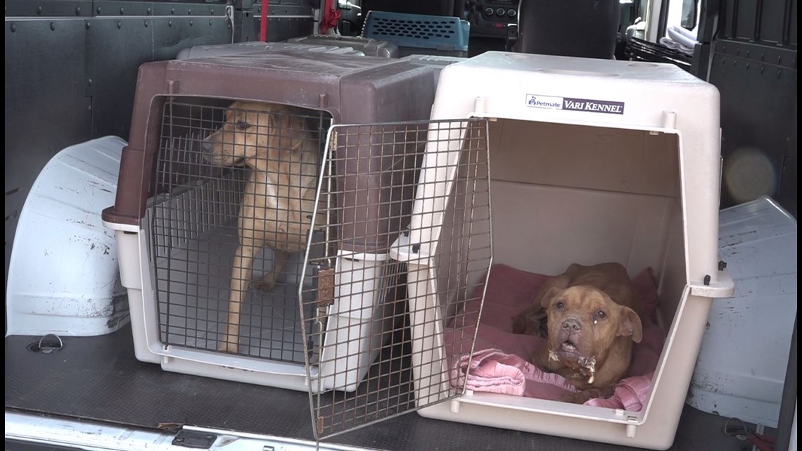 Dog tethering law in East Texas effective January 18th | cbs19.tv