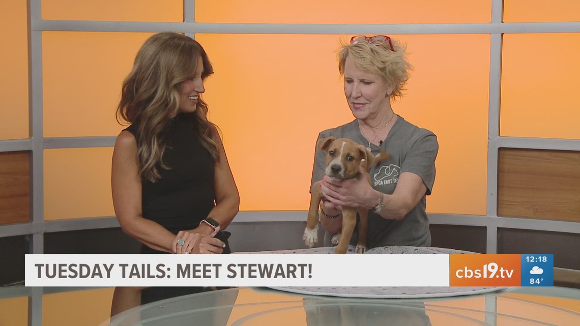 TUESDAY TAILS: Meet Stewart from SPCA of East Texas | cbs19.tv