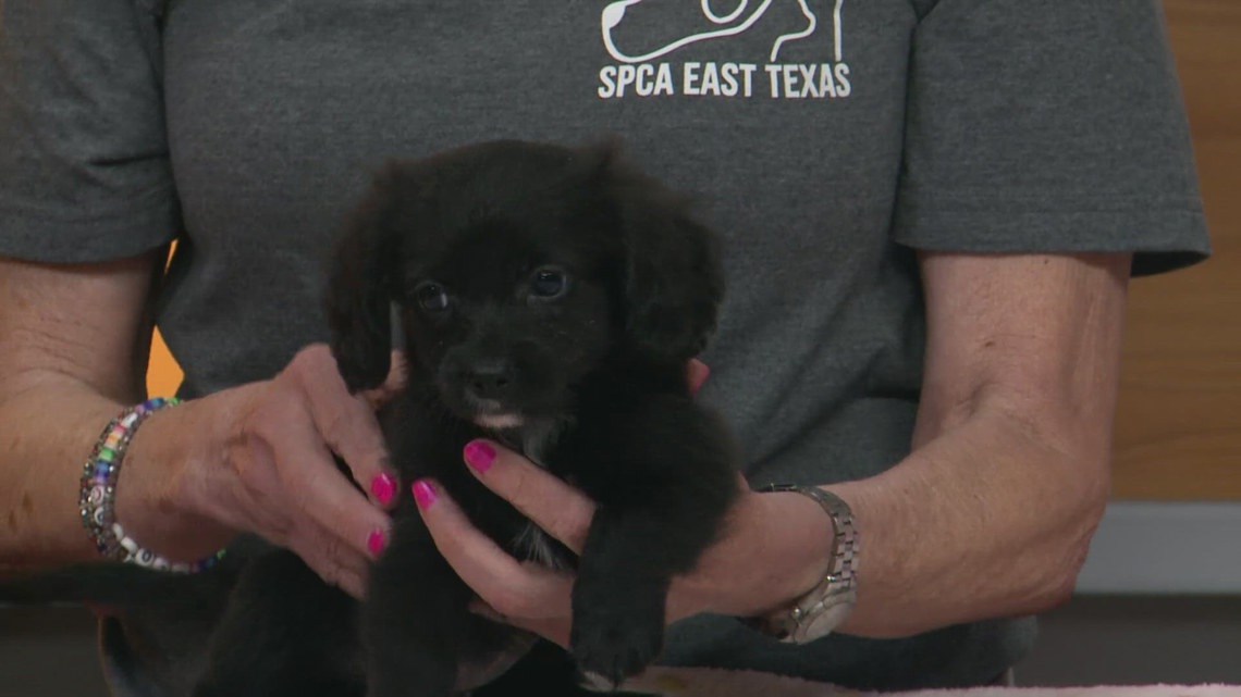 Meet Mitzi from the SPCA of East Texas | cbs19.tv