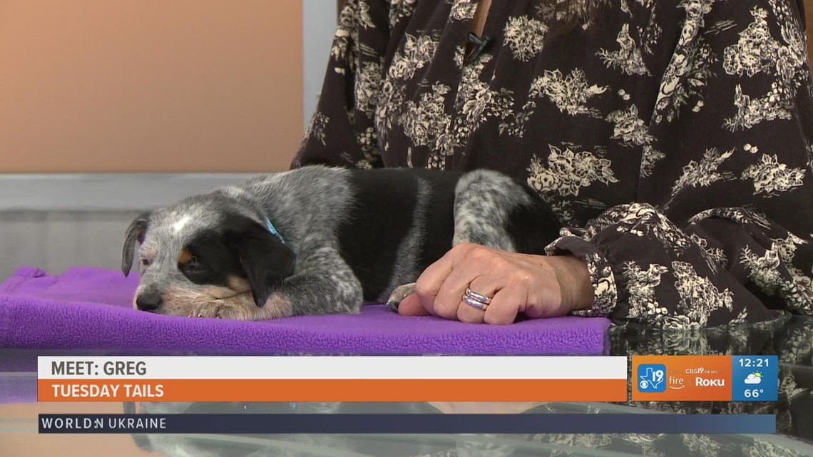 TUESDAY TAILS: Meet Greg from the SPCA of East Texas | cbs19.tv