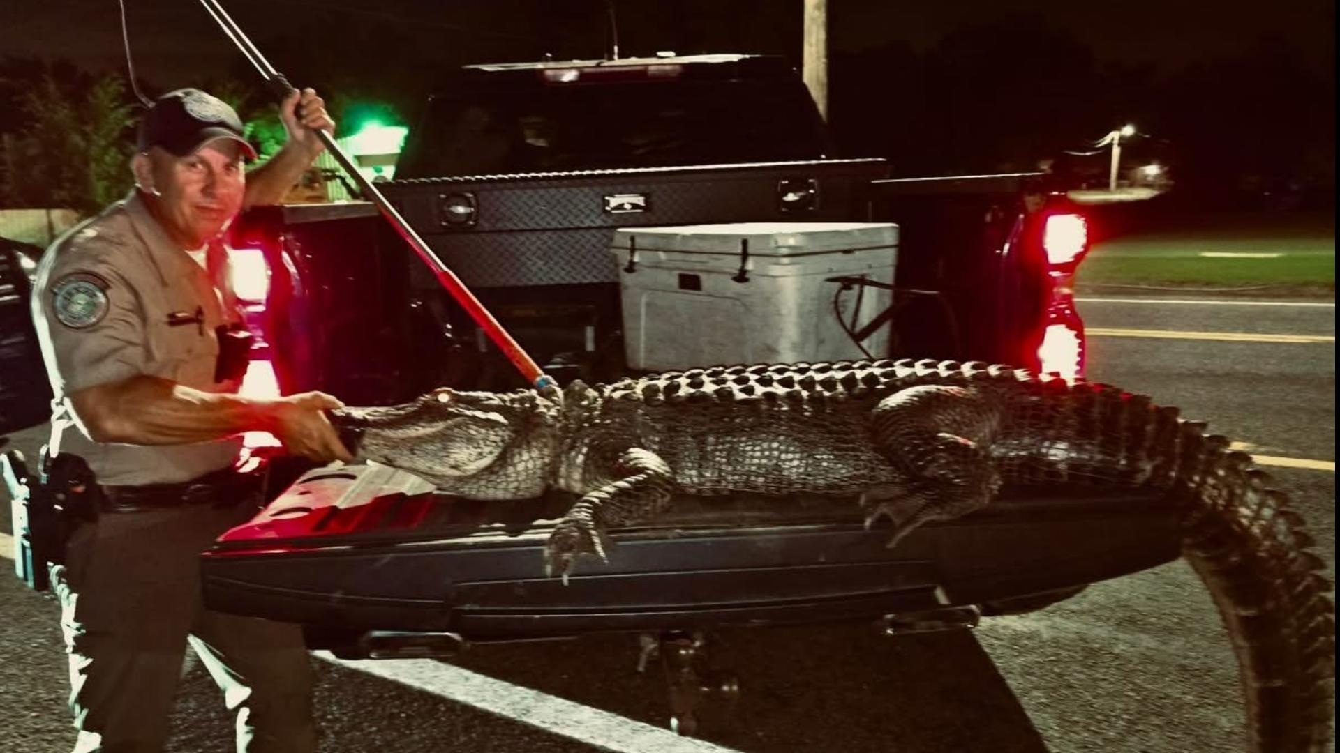 Officials safely escort alligator from Texas town to Sabine River ...