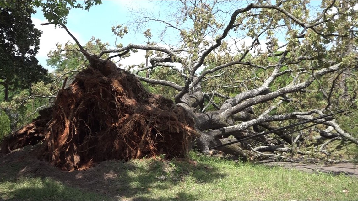 Tyler neighborhood upset about timing of tree removal | cbs19.tv