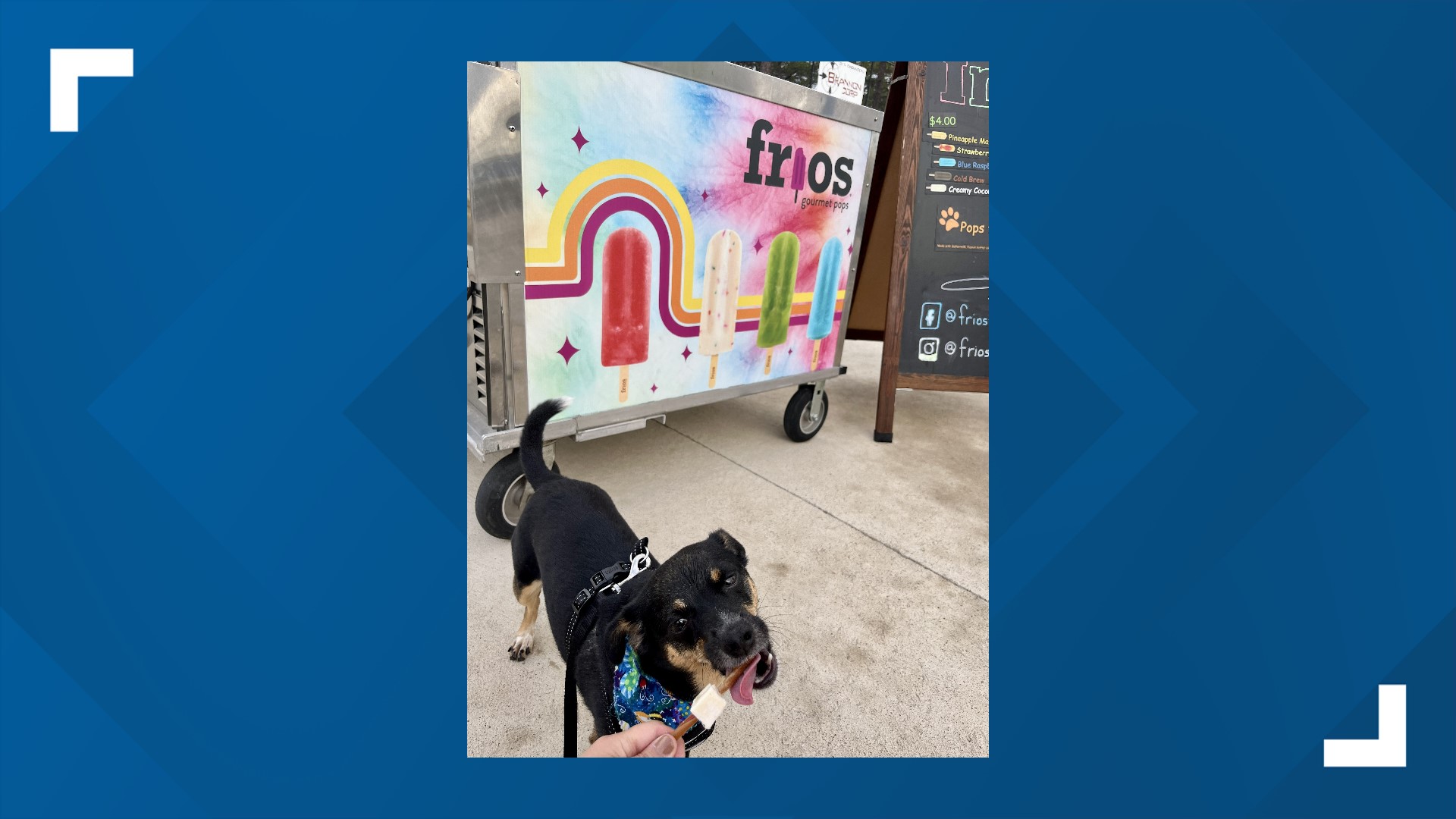 Pawchella returns to Forest Fun Pool in Tyler | cbs19.tv