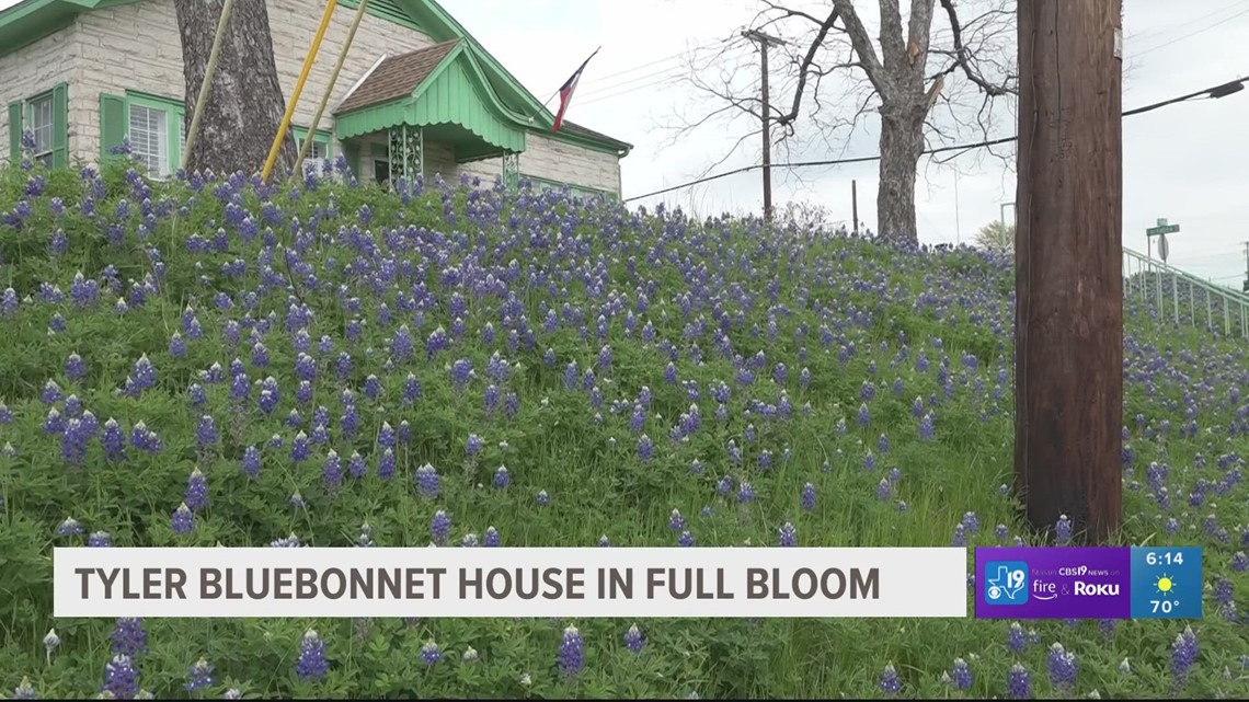 Historic bluebonnet Tyler house in full bloom | cbs19.tv