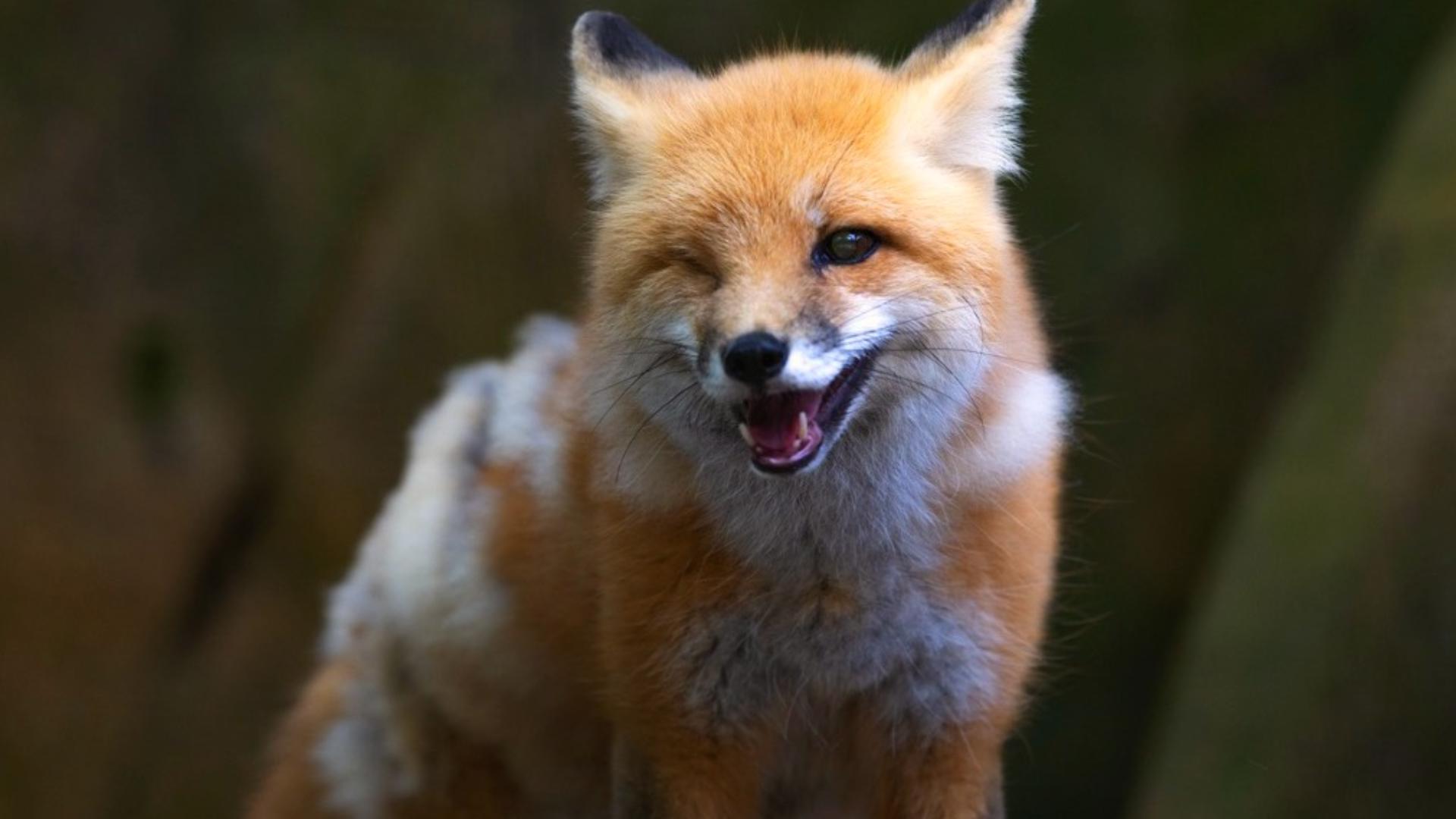 Caldwell Zoo mourns Sox, the fox who defied odds for over 12 years ...