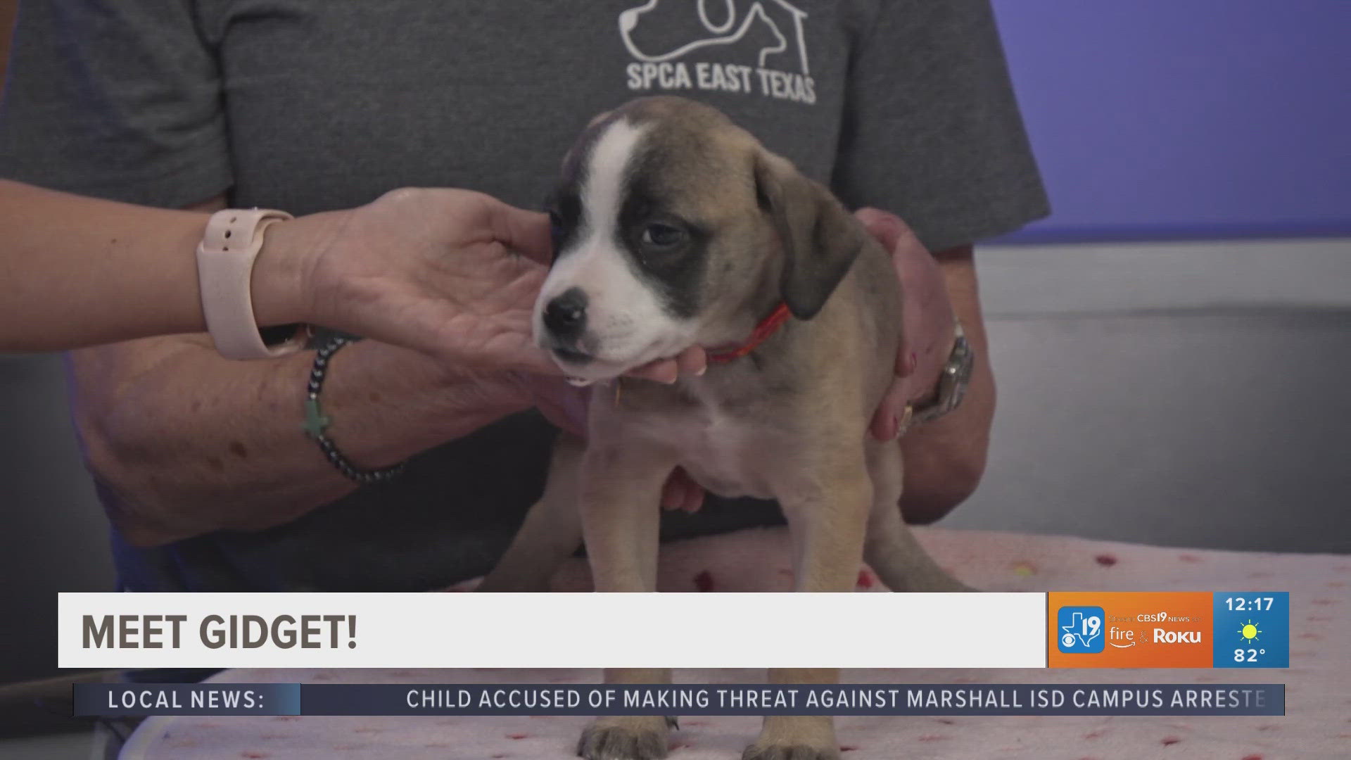 TUESDAY TAILS: Meet Gidget from the SPCA of East Texas | cbs19.tv