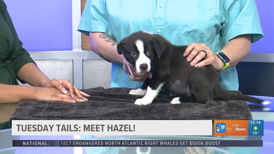 Meet Hazel from the SPCA of East Texas | cbs19.tv
