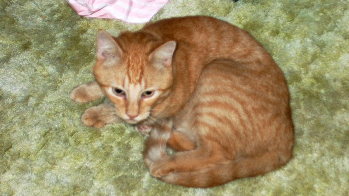 Florida cat missing for 14 years finally reunites with owner | cbs19.tv