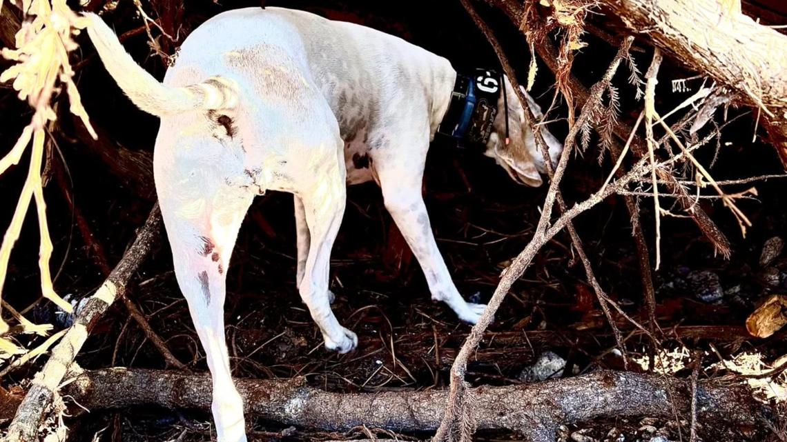 Knoxville K-9 and handler search for missing camper in Texas floods ...