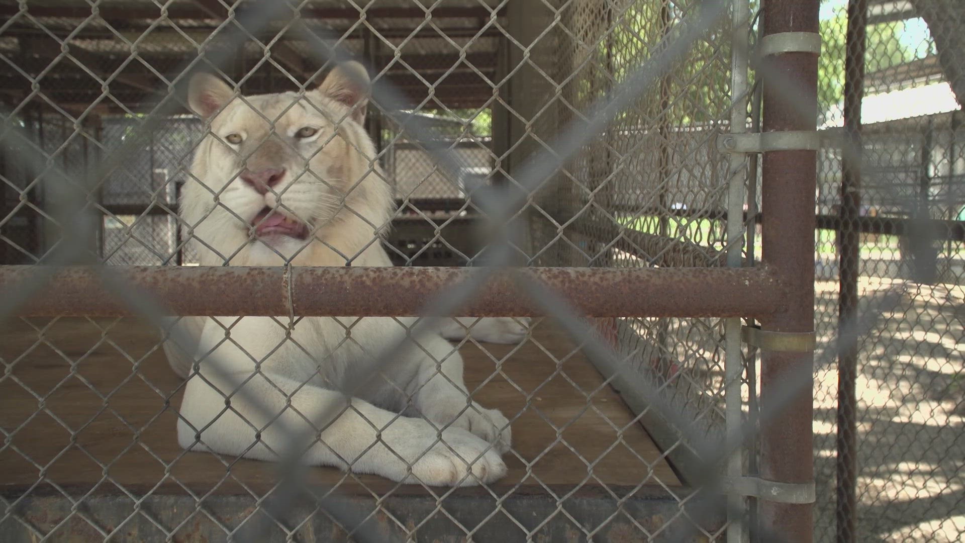 Texas sanctuary now home to big cats once owned by Siegfried, Roy ...