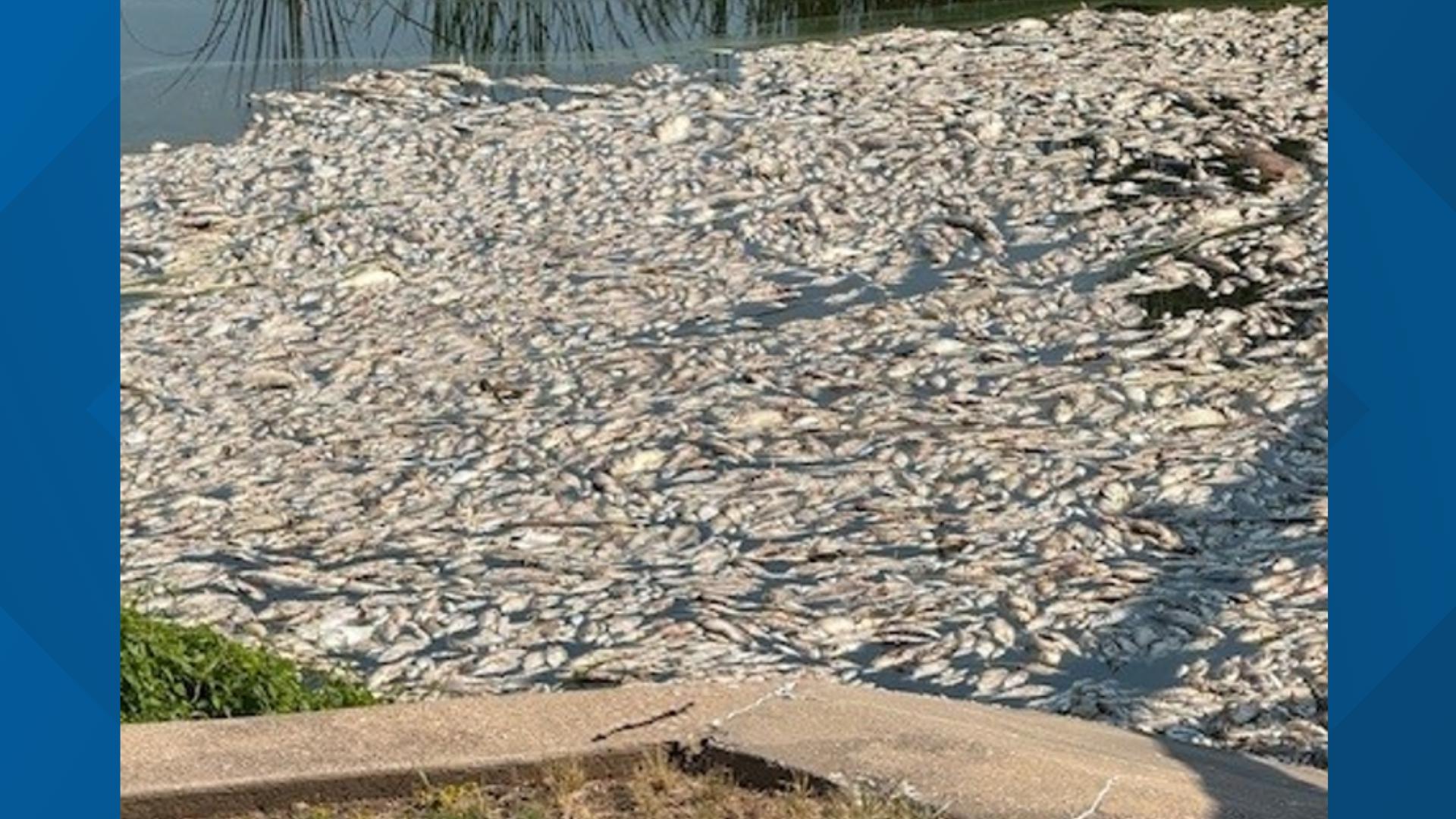 Denton, Texas: Oxygen drop kills fish in lake, officials say | cbs19.tv