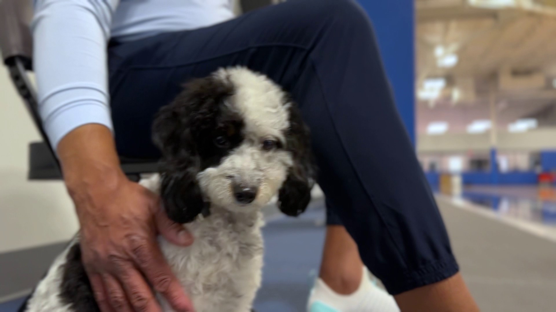 Dallas Mavericks have NBA's first emotional support dog | cbs19.tv